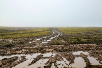 Lawn Ruts Repair Service - Local Professionals